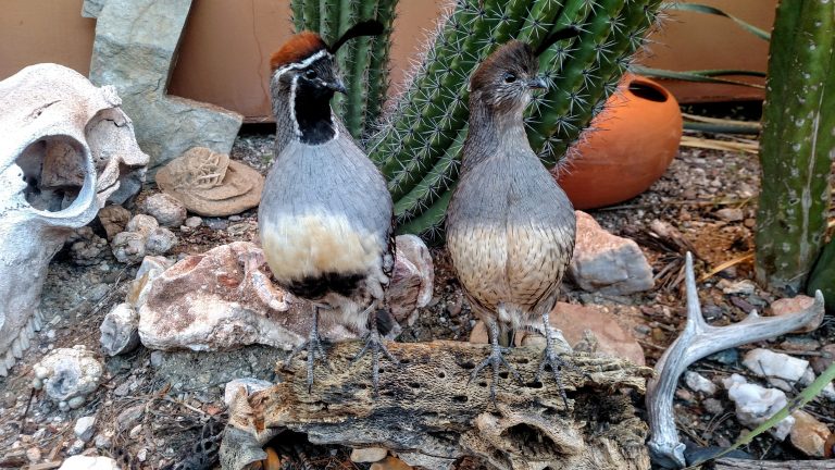 Taxidermy | Double Aero Guides