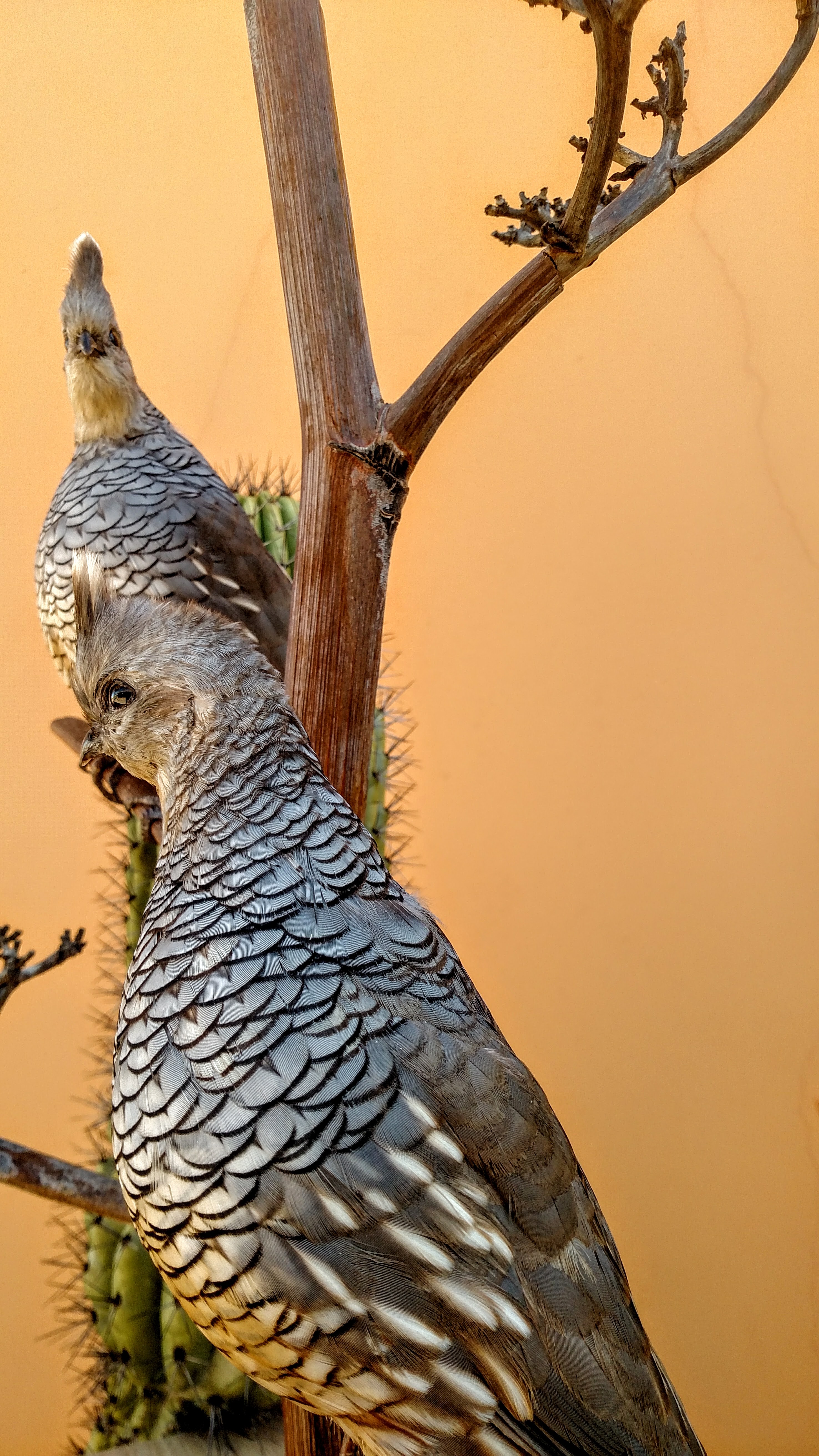 Arizona quail guides | Double Aero Guides