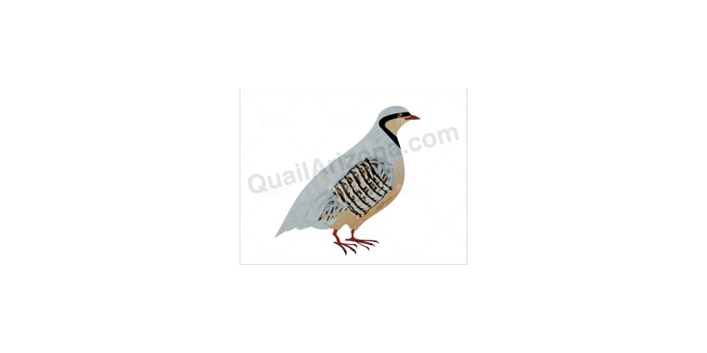 Chukar Sticker 4.88" x 5" | Double Aero Guides