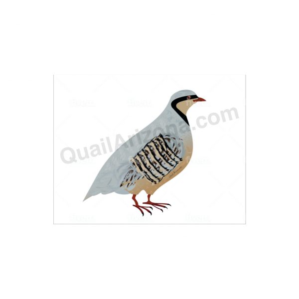 Chukar Sticker 4.88" x 5" | Double Aero Guides