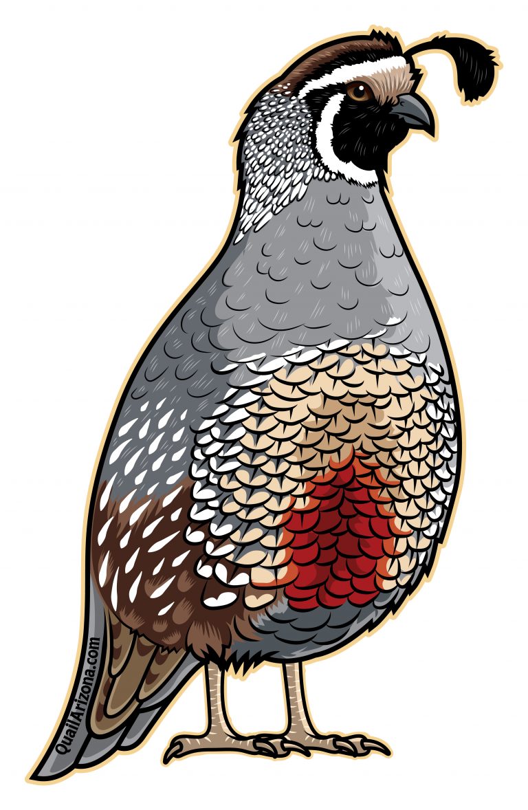 California Valley quail 2nd Gen sticker | Double Aero Guides